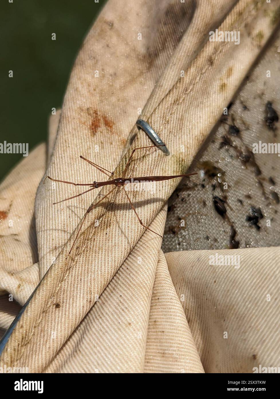 (Ranatra), Insecta, Reservoir Dr & Smith Day Nursery Dr, Philadelphia ...