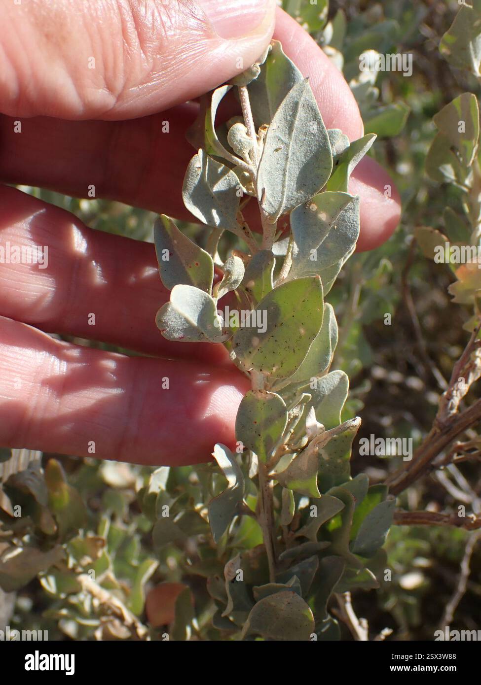 Mediterranean Saltbush (Atriplex halimus), Plantae, Sainte-Marie ...