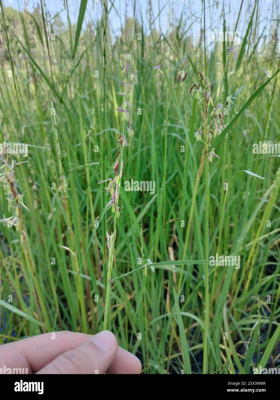 northern wild rice (Zizania palustris), Plantae, Baileys Harbor, WI ...