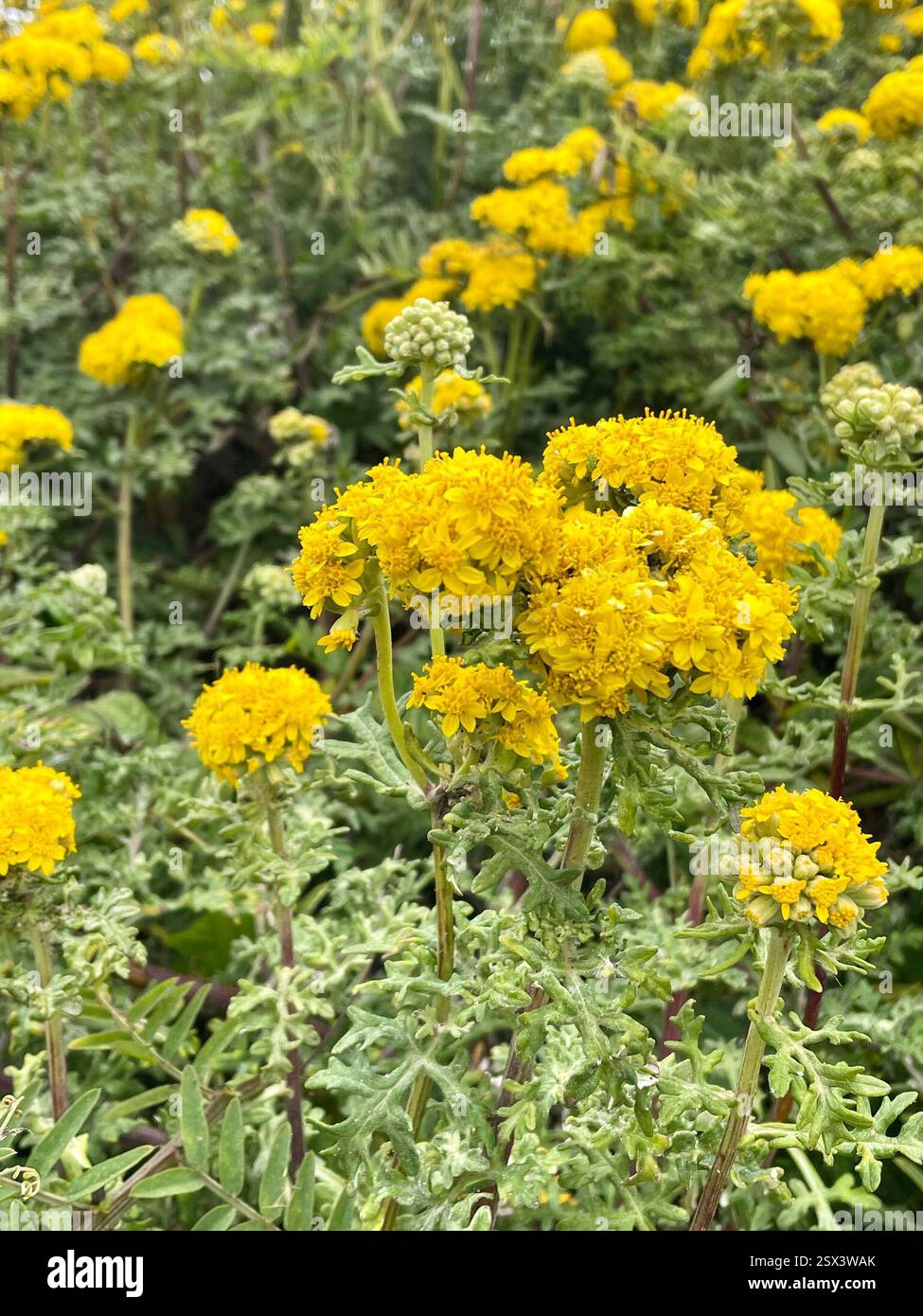 seaside woolly sunflower (Eriophyllum staechadifolium), Plantae, Andrew ...