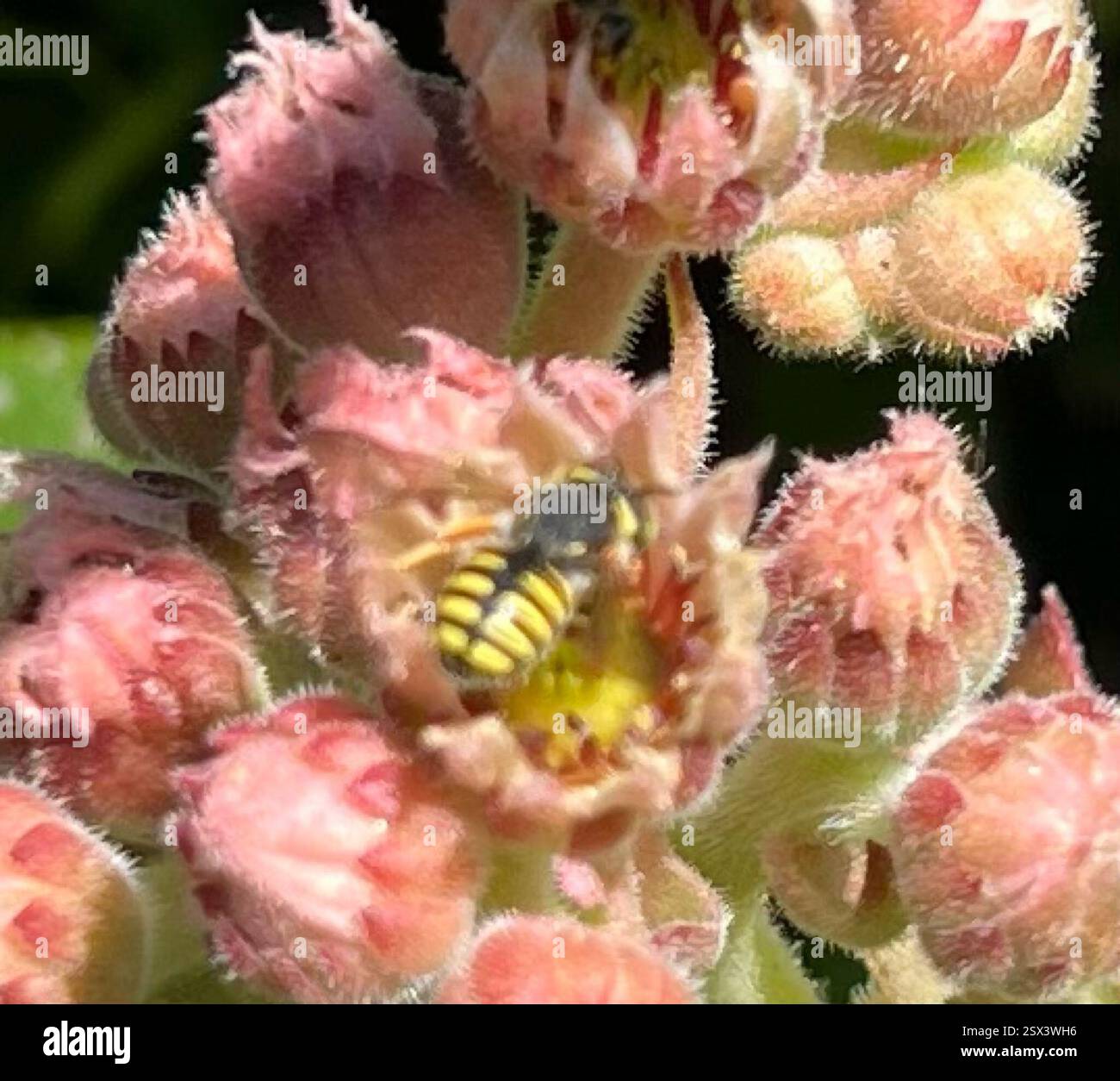 Oblong Woolcarder Bee (Anthidium oblongatum), Insecta, Bexley Stock ...