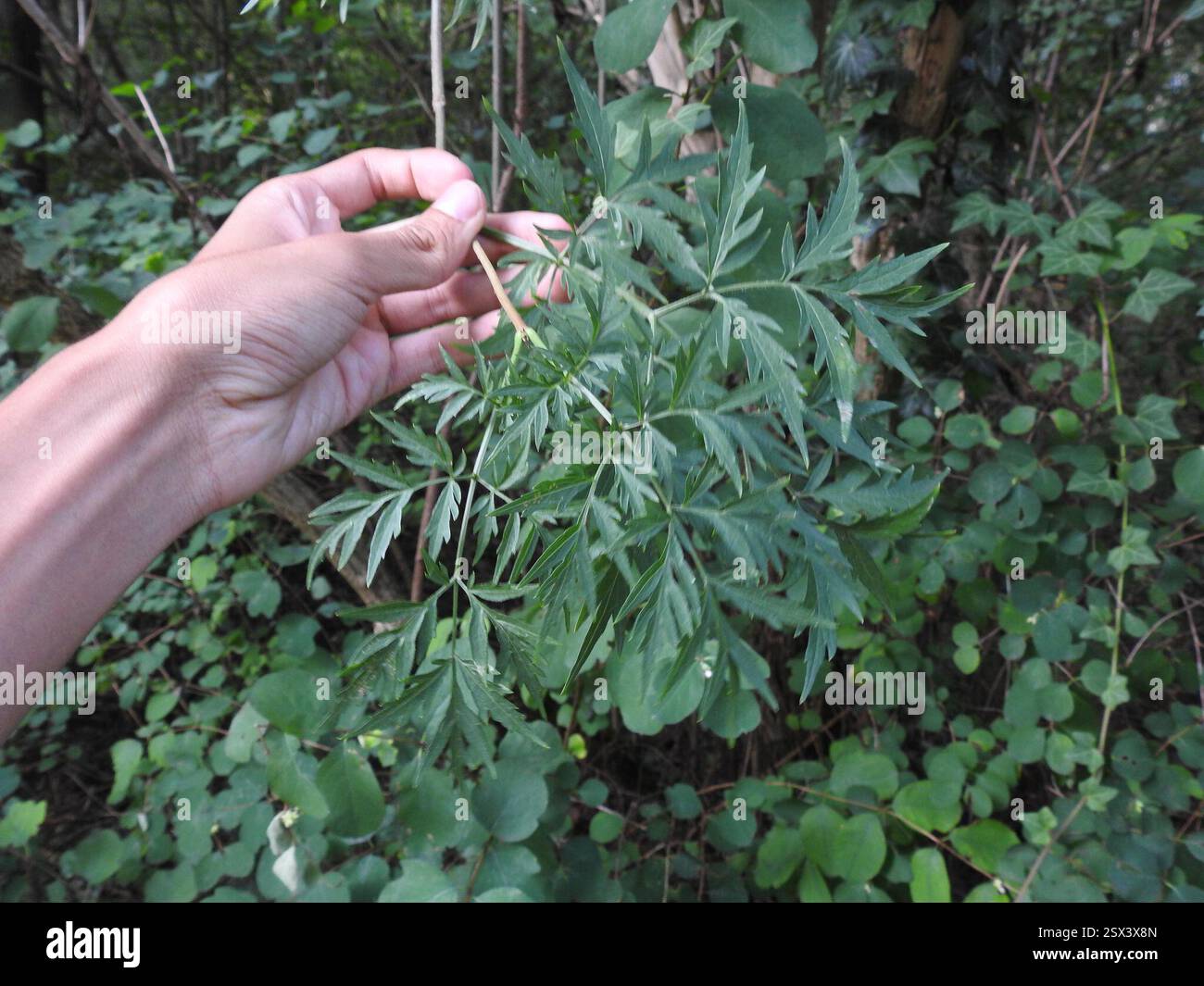 plants (Plantae), Plantae, Neckarau, 68199 Mannheim, Germany Stock ...