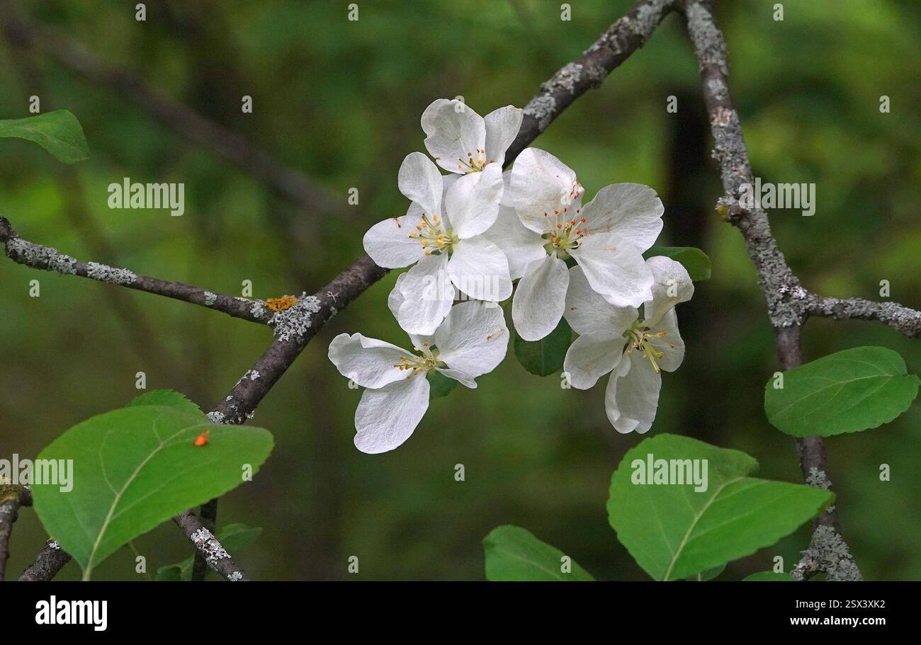 apples and crabapples (Malus), Plantae, Bells Corners, Ottawa, ON K2H ...