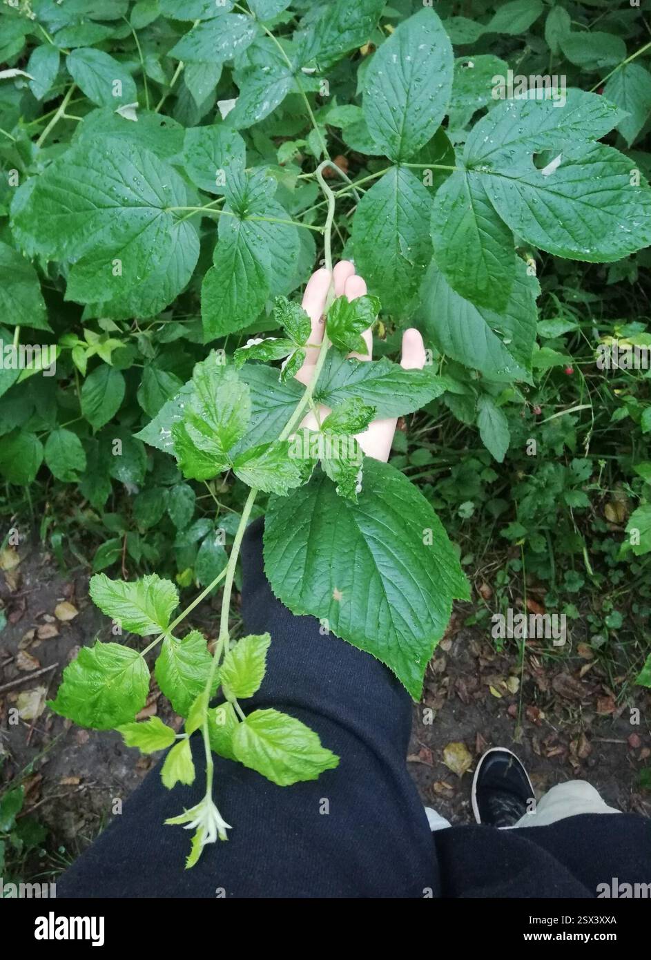 brambles (Rubus), Plantae, Ballenstedt, Germany, Upright, more than ...