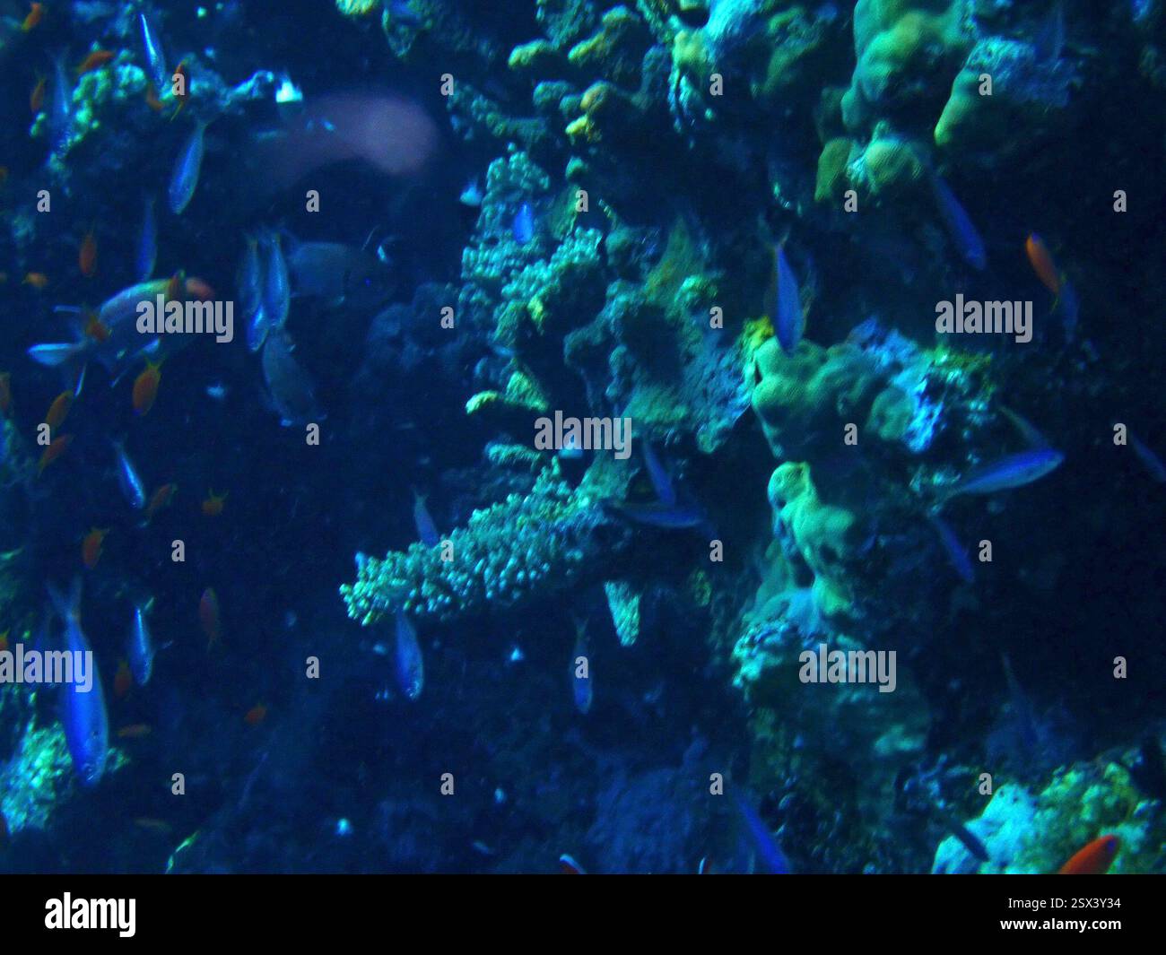 Suez Fusilier (Caesio suevica), Actinopterygii, Red Sea, Red Sea, EG ...