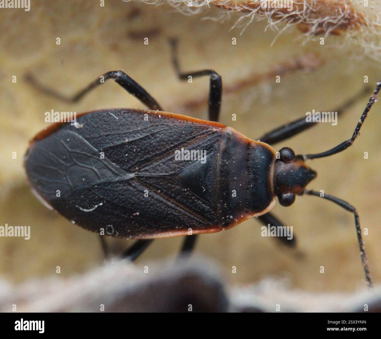 Redtrim Bug (Scantius forsteri), Insecta, Murehwa, Zimbabwe Stock Photo ...