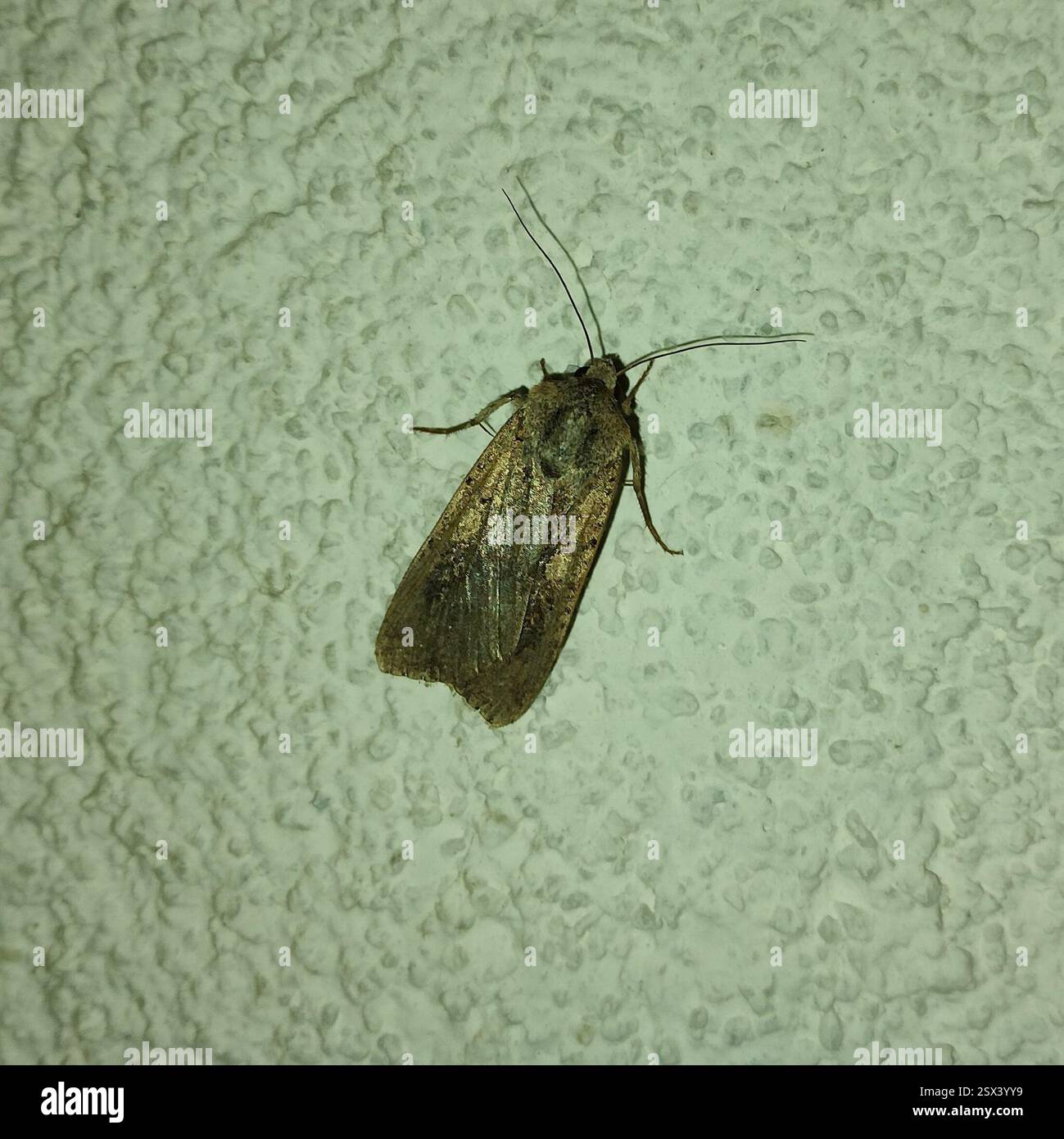 Variegated Cutworm Moth (Peridroma saucia), Insecta, Kosanin dol ...