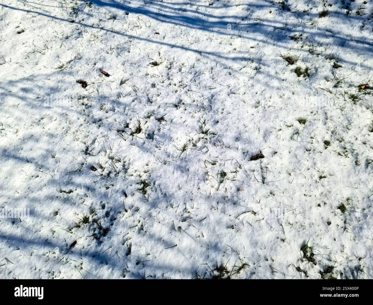 Sunlight illuminating blades of grass growing through a thin layer of ...