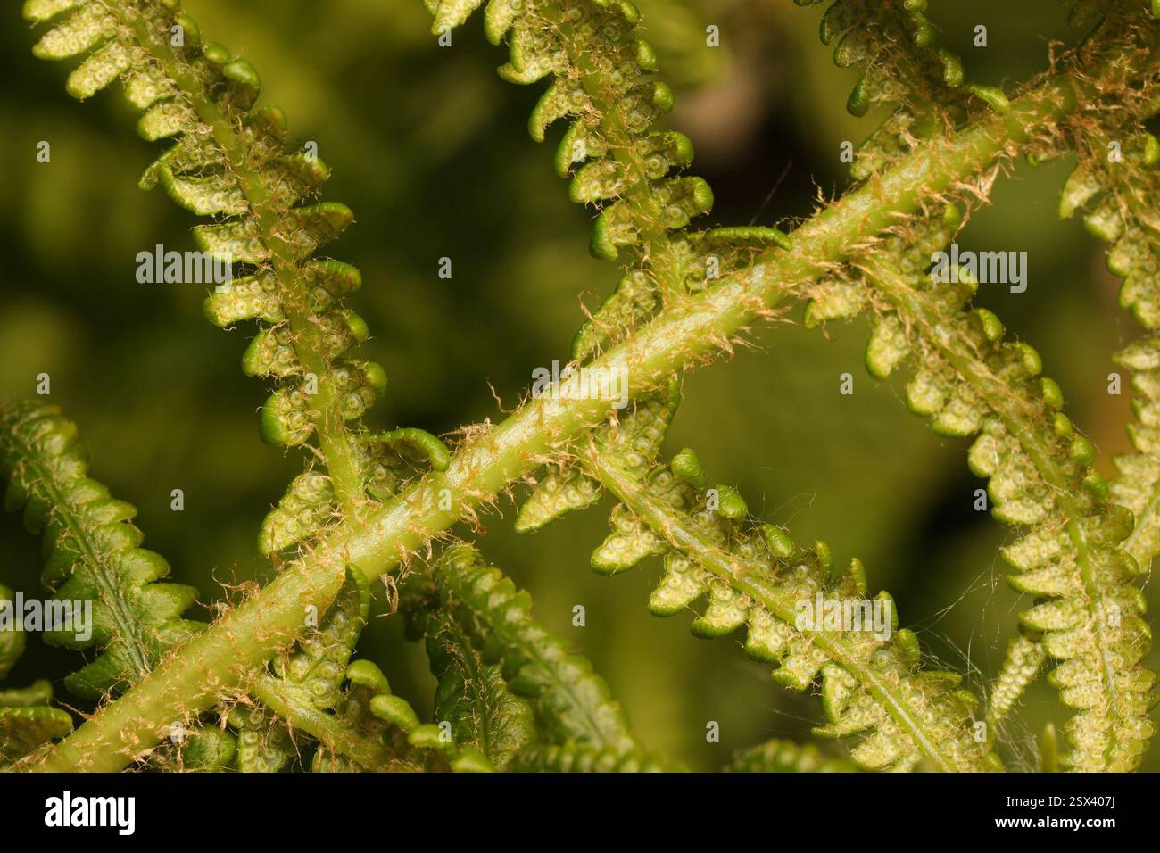 Scaly male fern (Dryopteris affinis), Plantae, Holyhead Breakwater Park ...