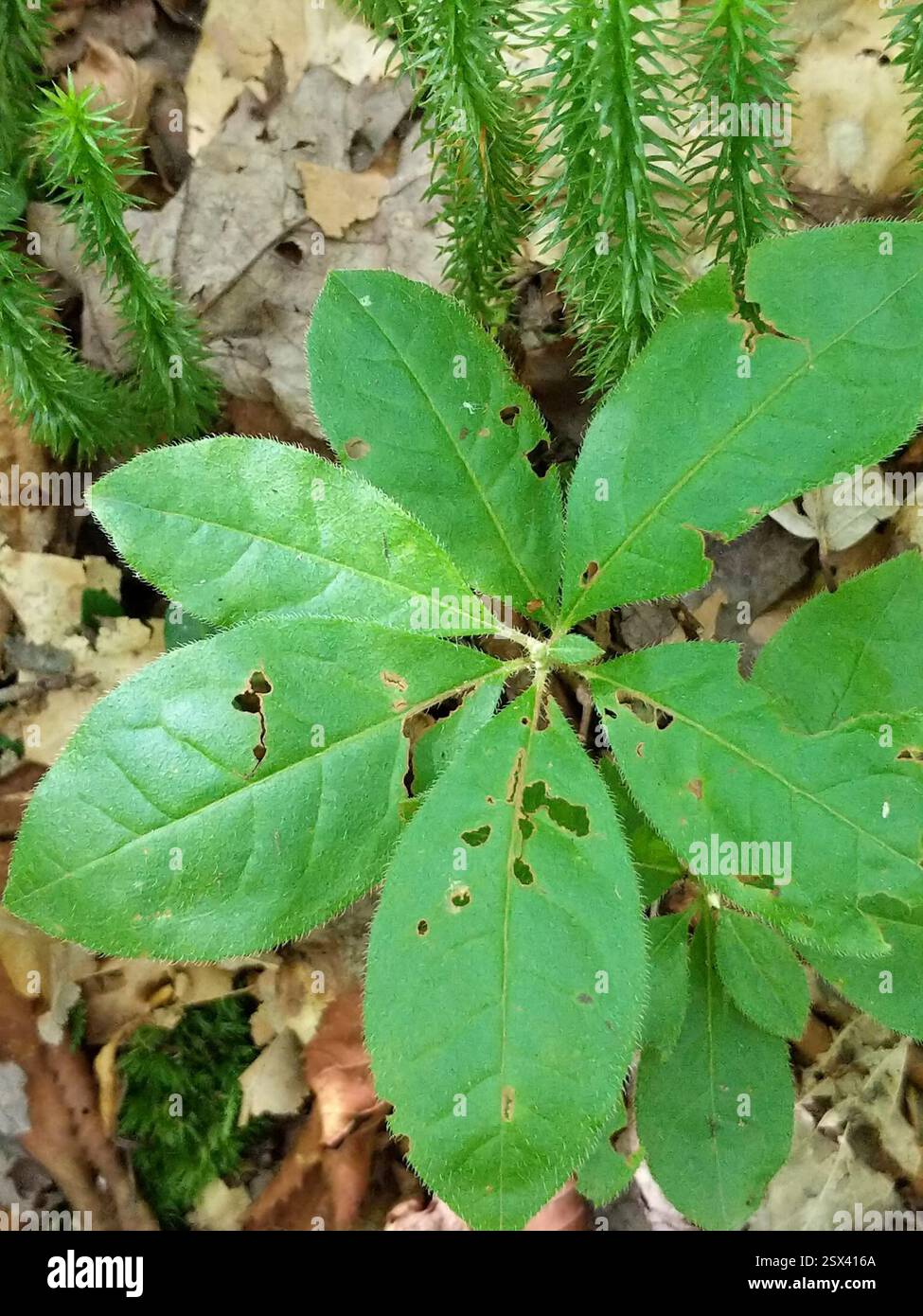 early azalea (Rhododendron prinophyllum), Plantae, Tioga County, US-PA ...