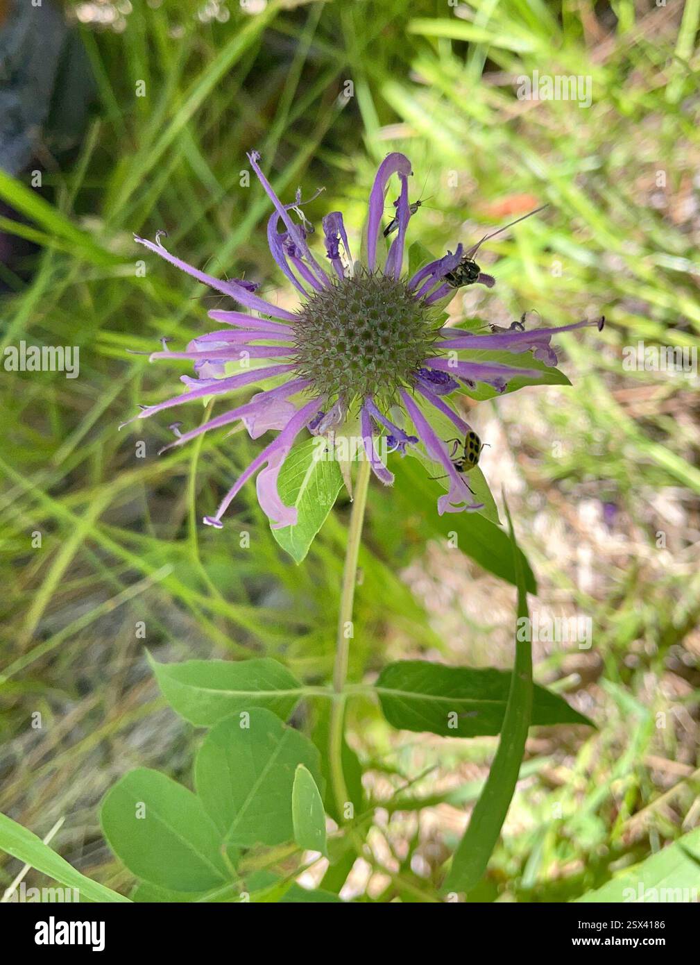 wild bergamot (Monarda fistulosa), Plantae, Bandelier National Monument ...
