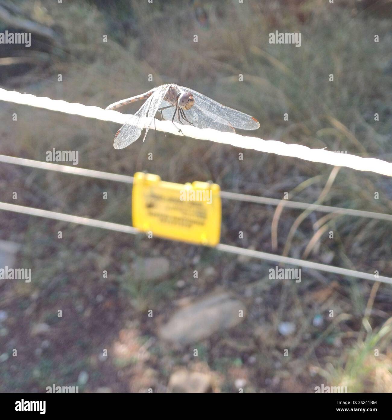 Skimmers (Libellulidae), Insecta, Thaba Chweu Local Municipality, South ...