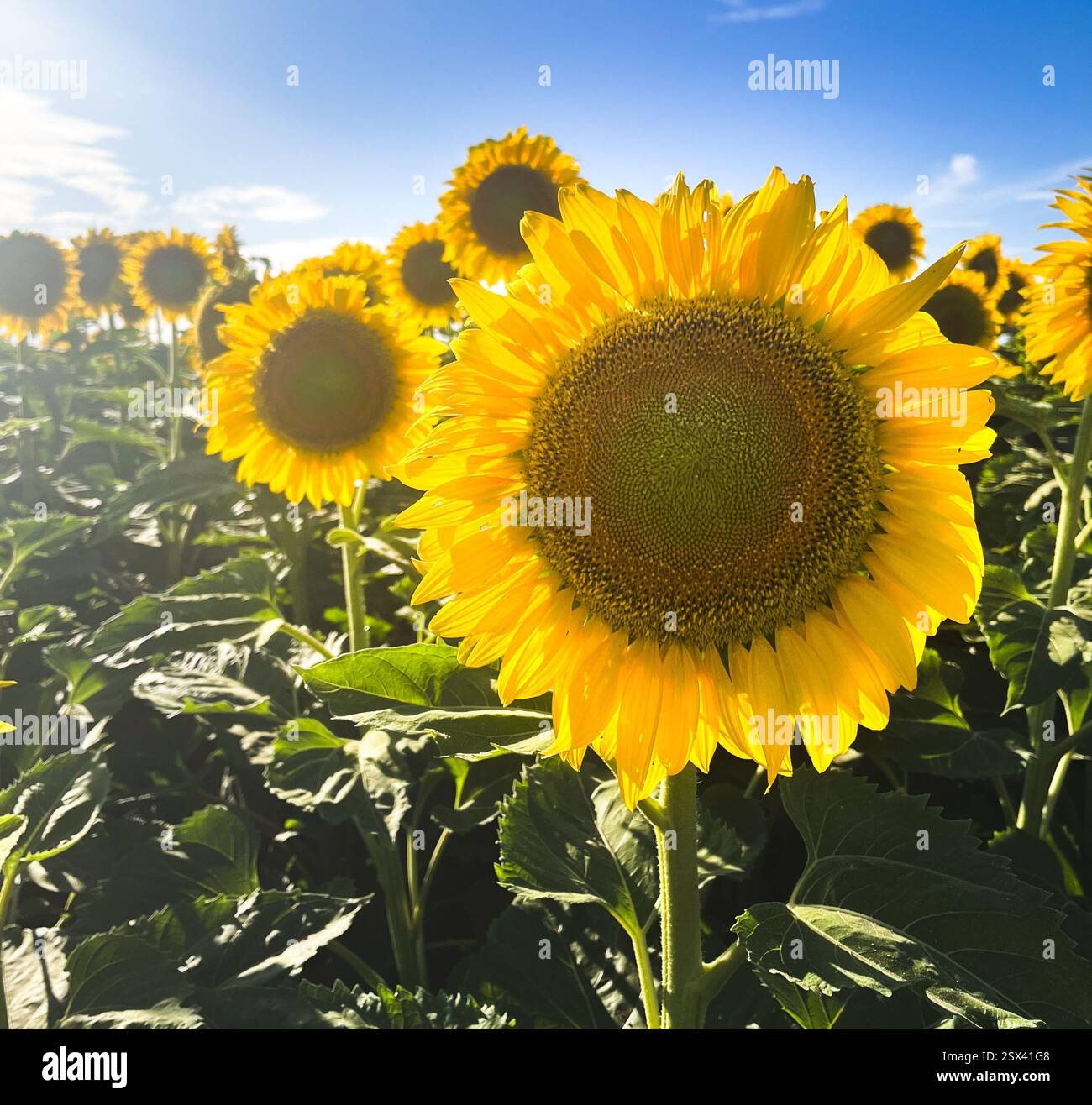 Bright sunflower in a bieautiful summer day.Vertical photo of sunflower ...
