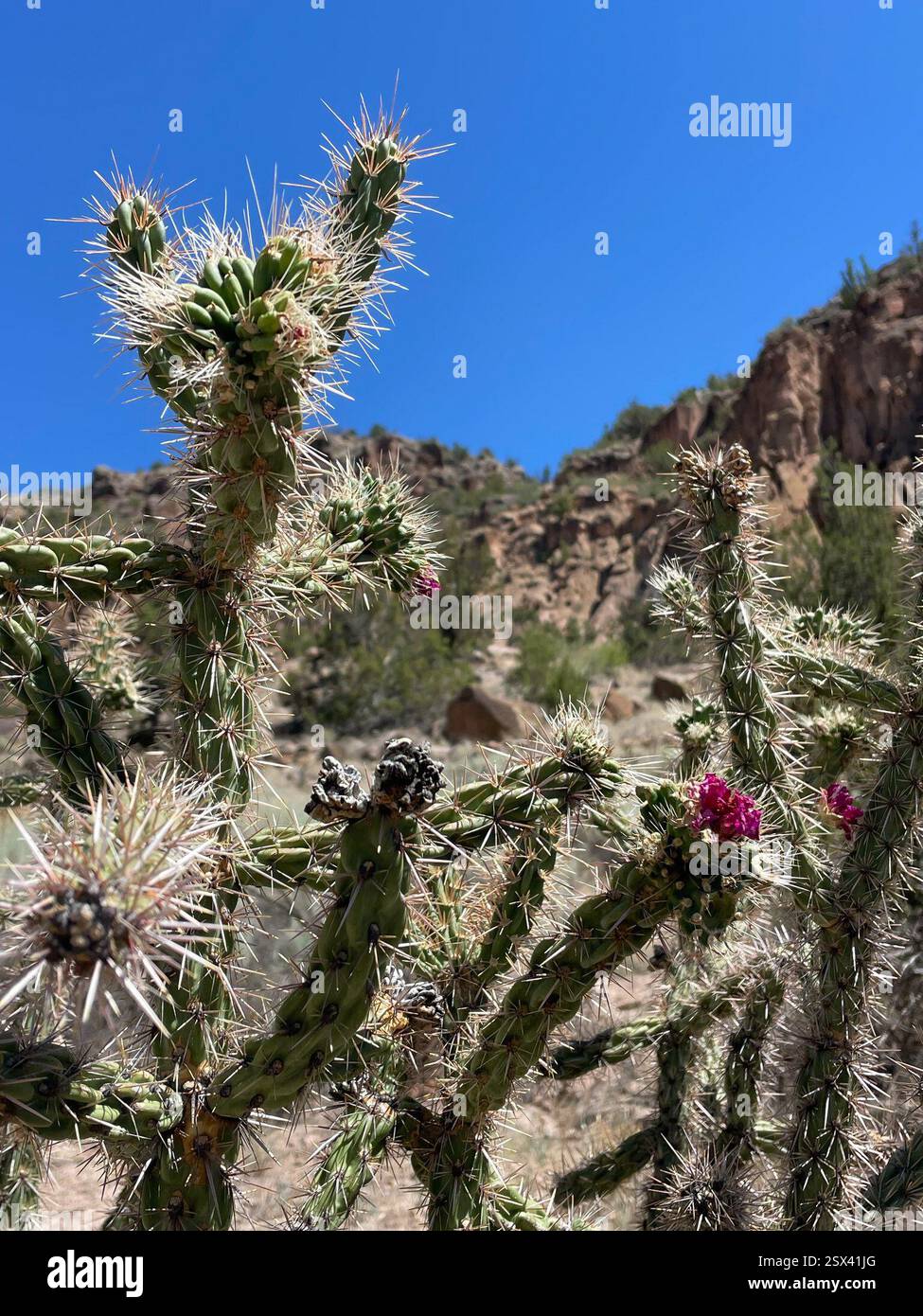 tree cholla (Cylindropuntia imbricata), Plantae, Bandelier National ...