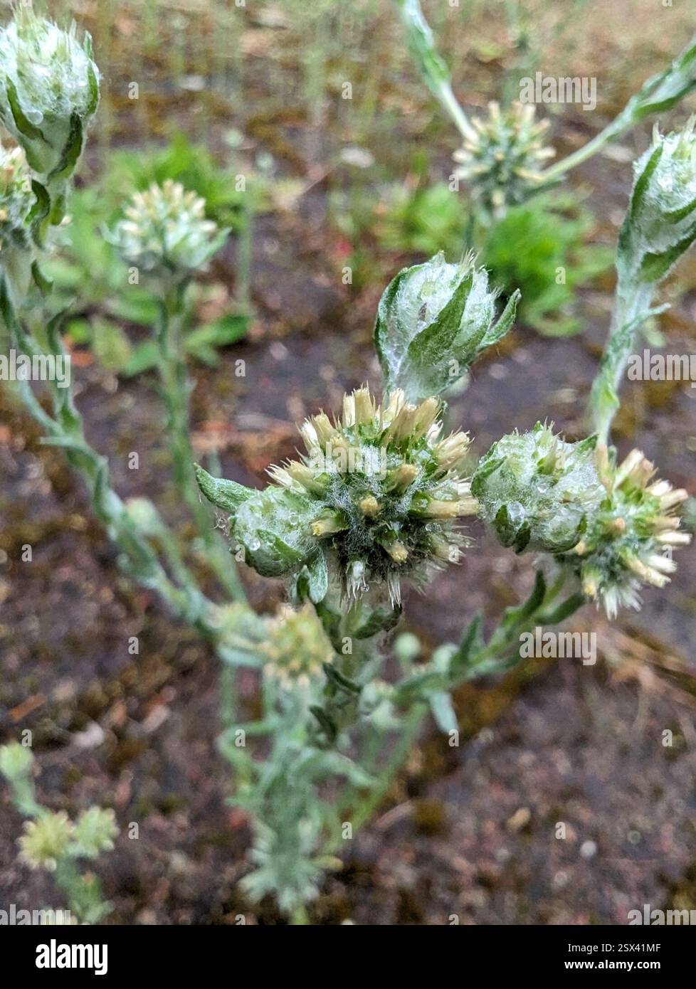 Common Cudweed (Filago germanica), Plantae, Lingwood, Norwich NR13 4ET ...