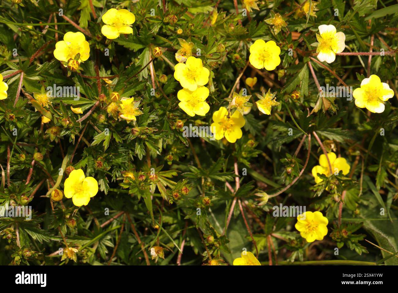 Tormentil (Potentilla erecta), Plantae, Holyhead Breakwater Park ...