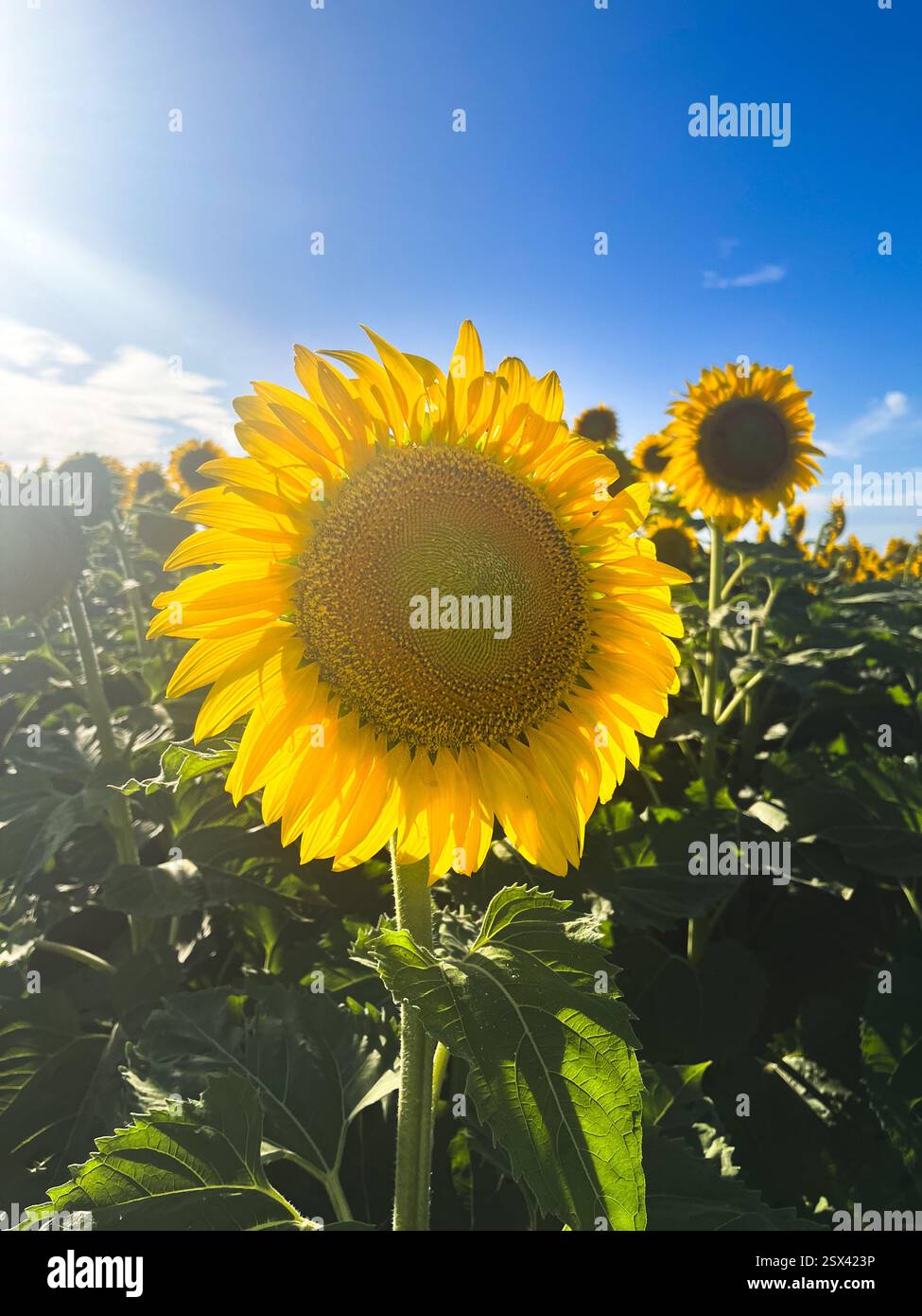 Bright sunflower in a bieautiful summer day.Vertical photo of sunflower ...