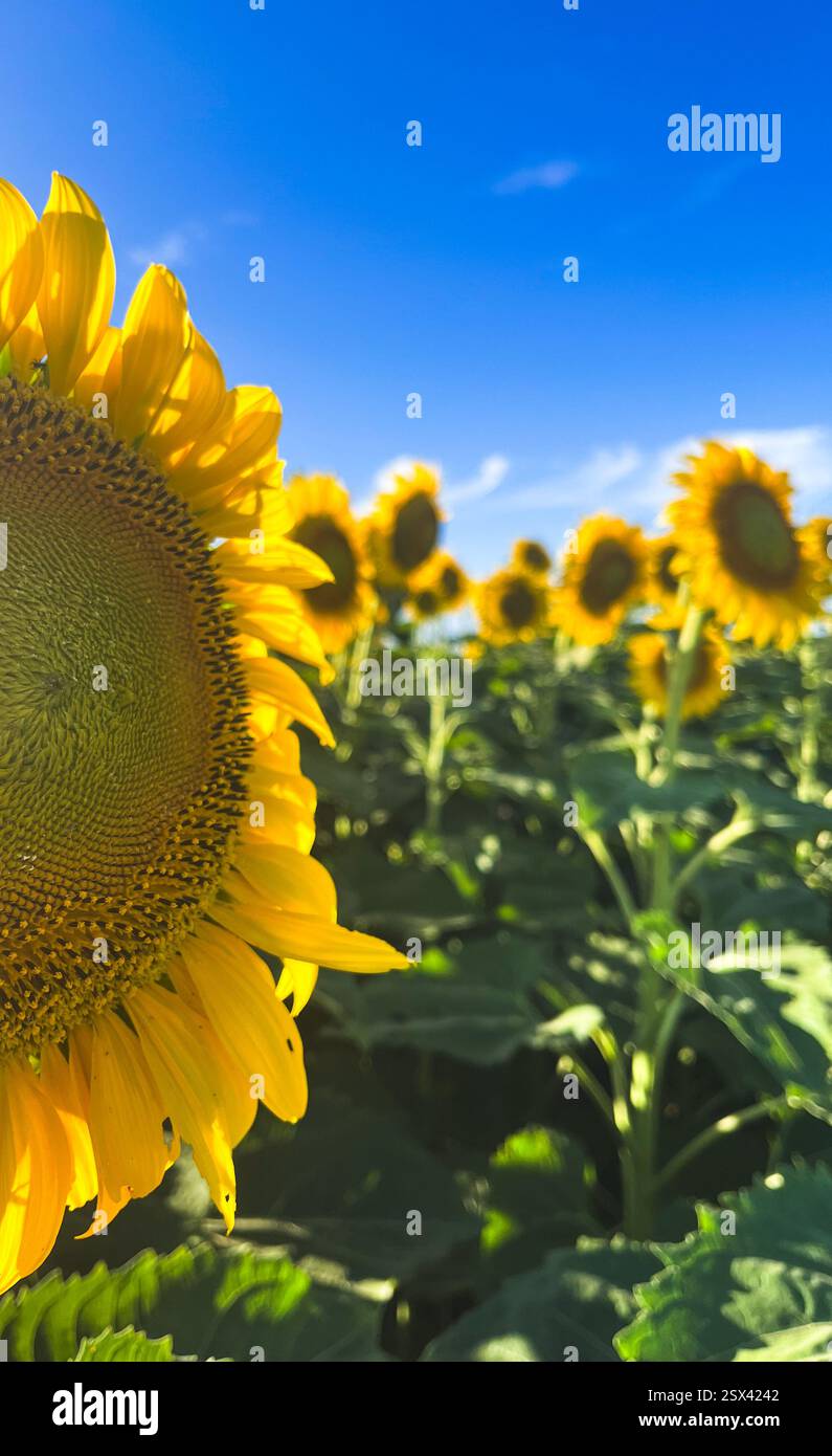 Spring scene.Bright sunflower in a bieautiful sunny day. Field of ...