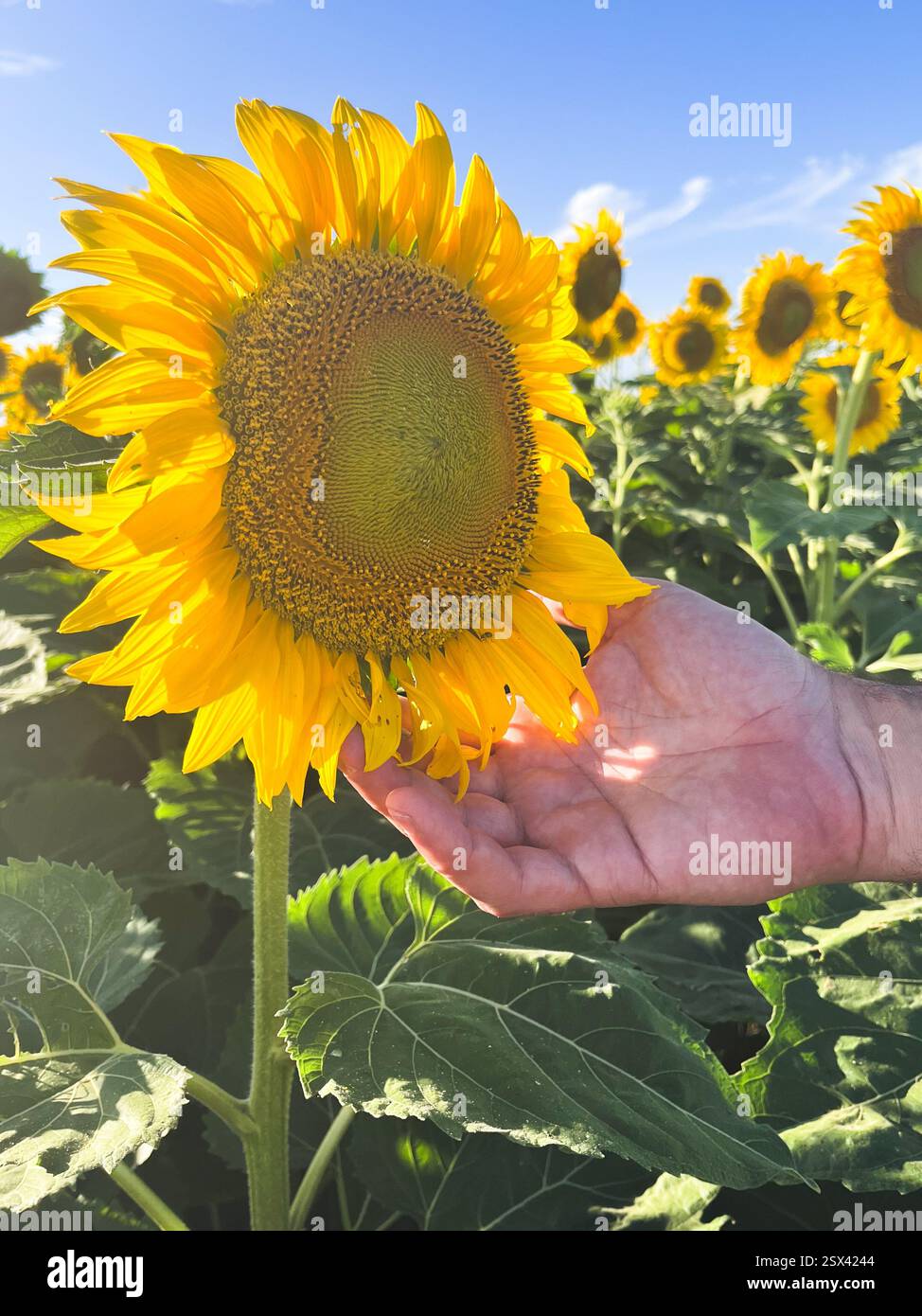 Sunflower field in spring.Vertical photo of sunflower field. Field of ...