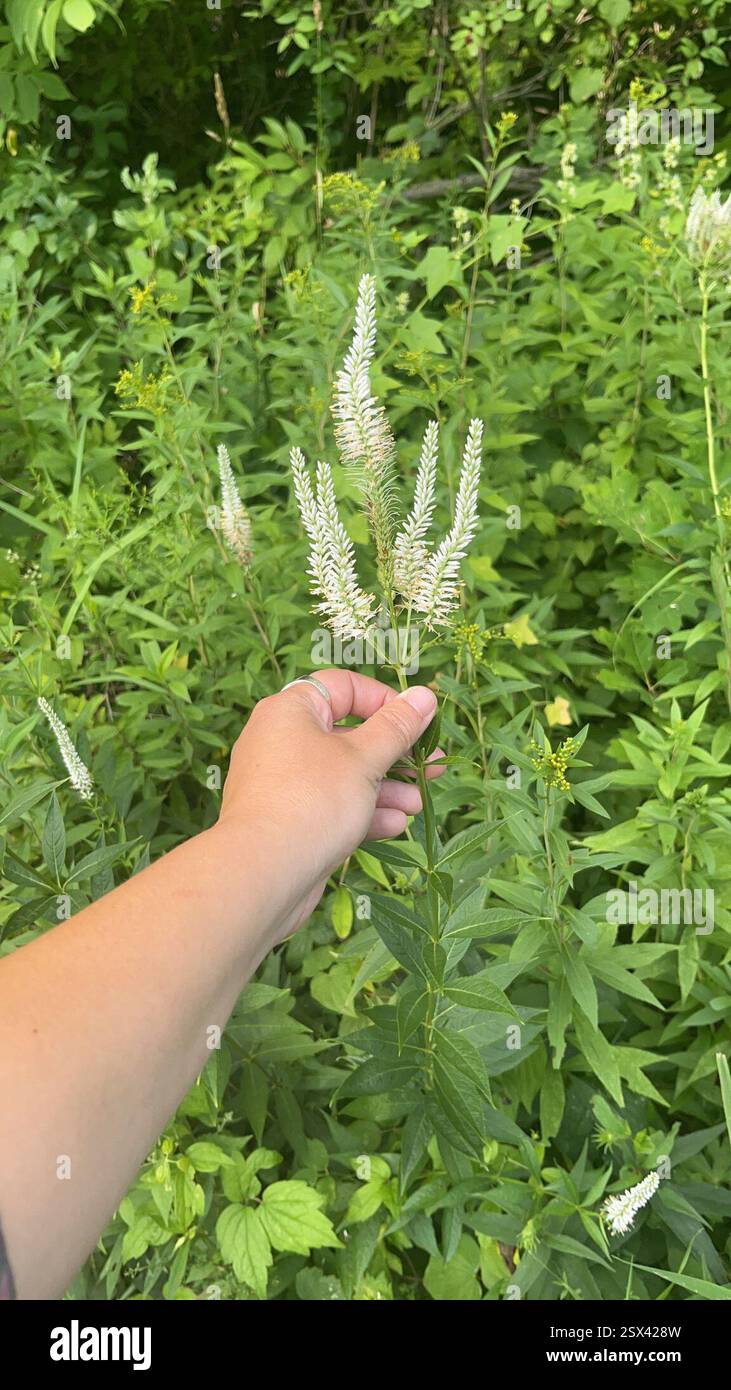Culver's root (Veronicastrum virginicum), Plantae, Minnesota, US Stock ...