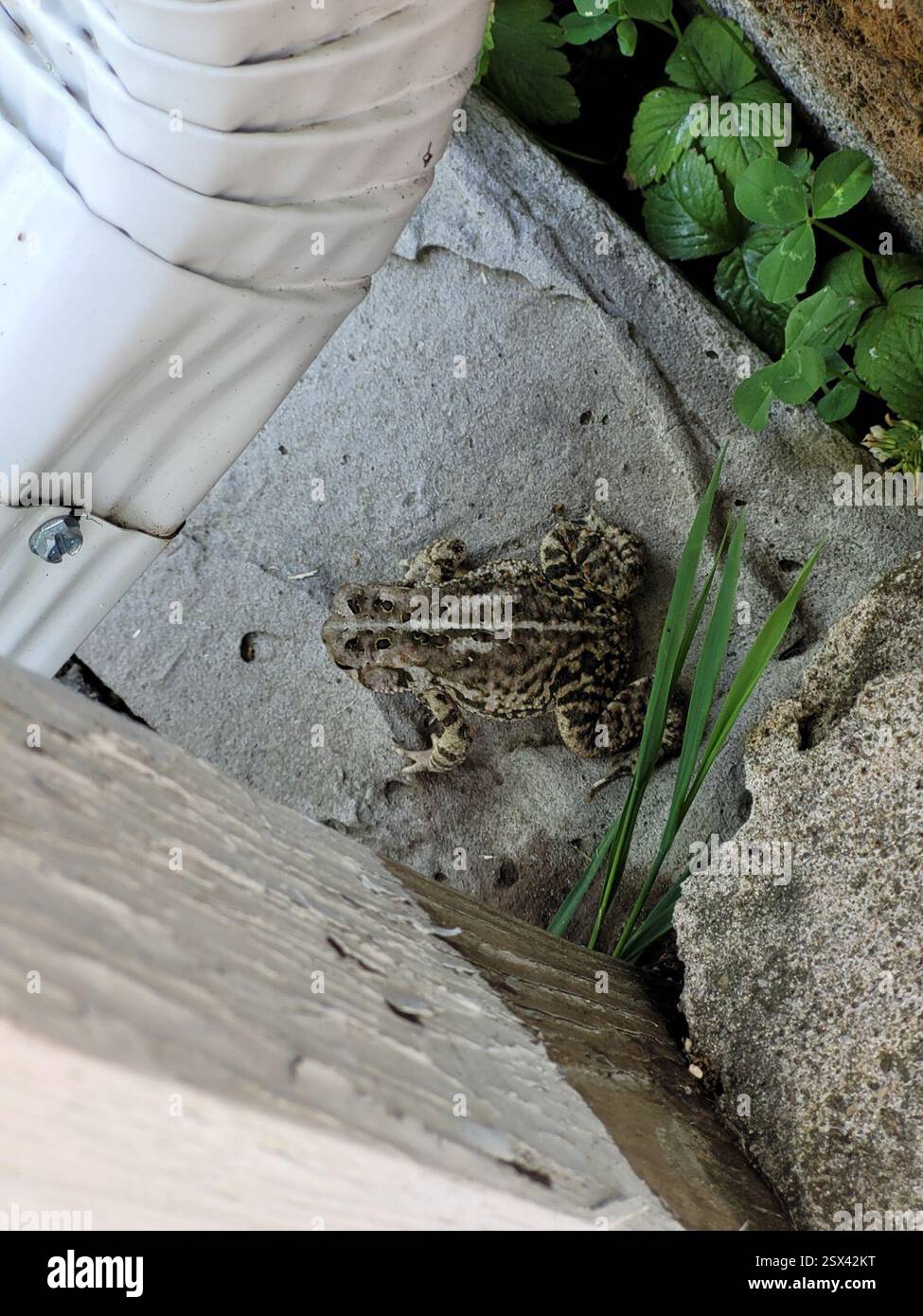 American Toad (Anaxyrus americanus), Amphibia, Ohio, US Stock Photo - Alamy