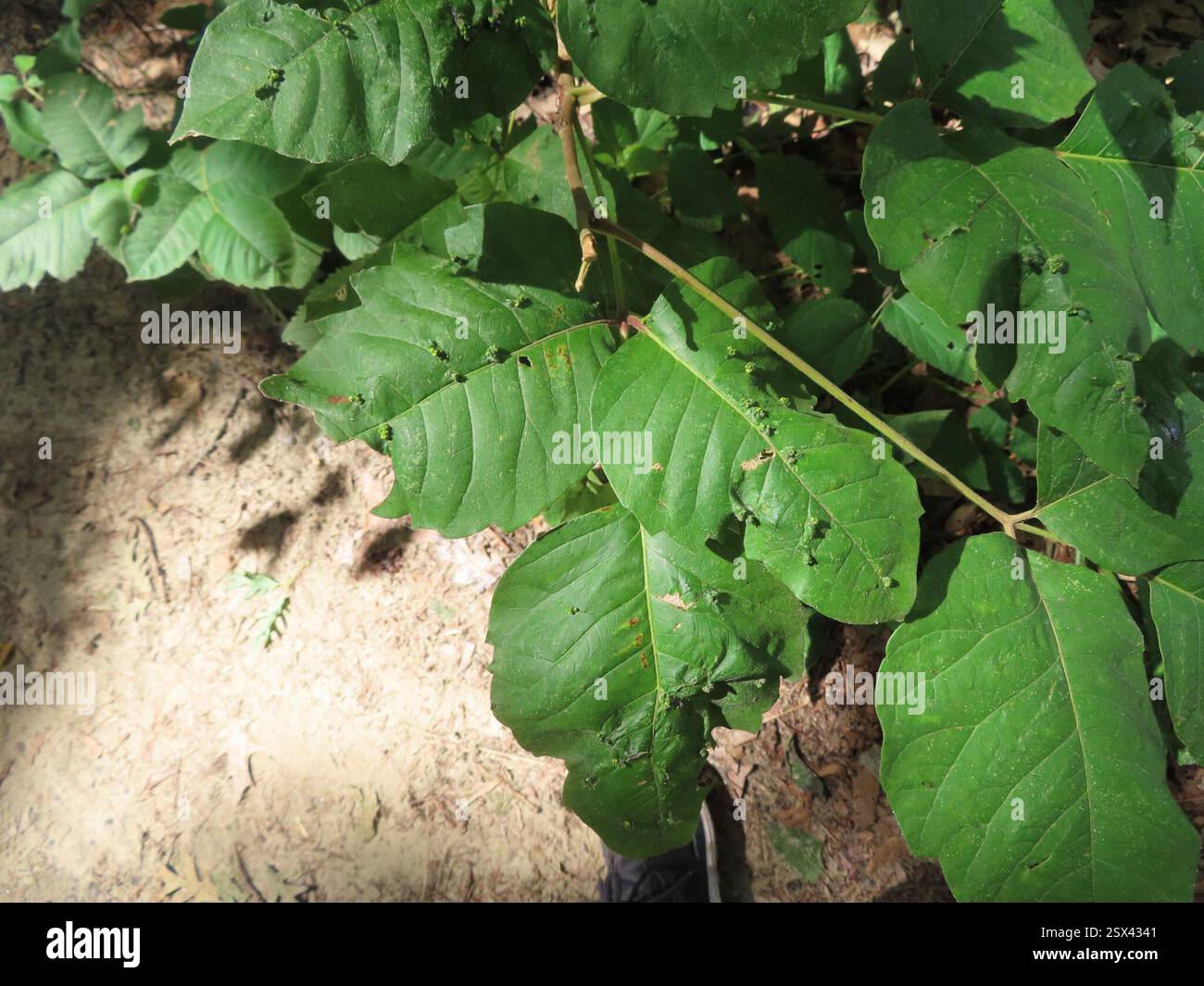 Poison Ivy Leaf Mite (Aculops rhois), Arachnida, Lasalle County, IL ...