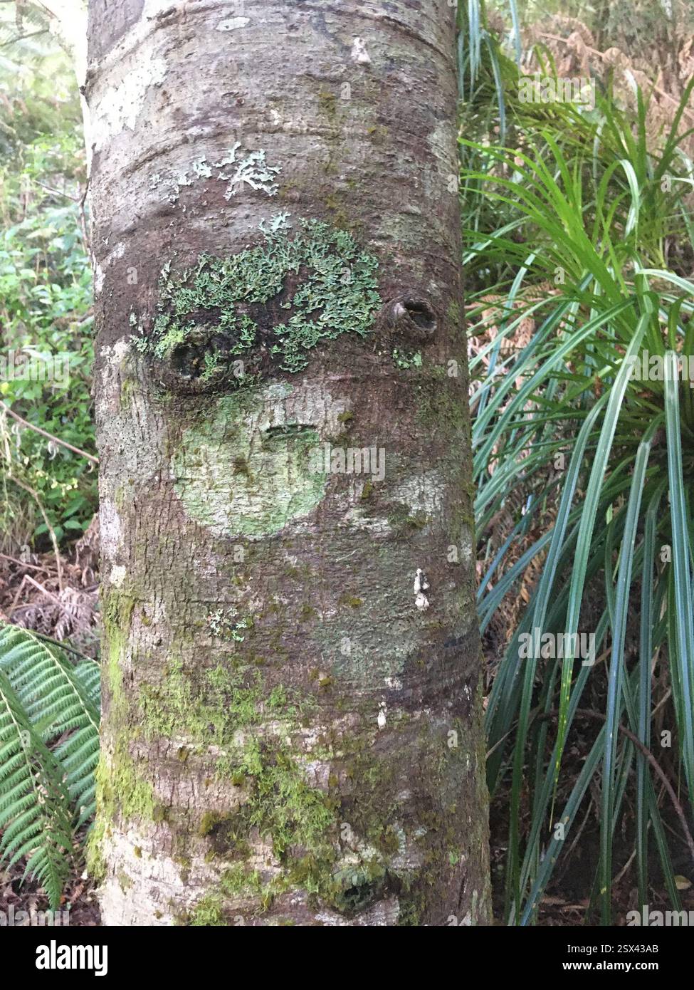 celery pine (Phyllocladus trichomanoides), Plantae, Kauri Park ...