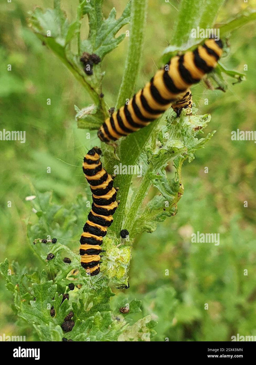 Cinnabar moth (Tyria jacobaeae), Insecta, Portland Building, University ...