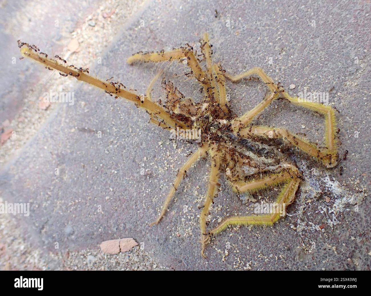 (Paragaleodes), Arachnida, Hilton Marsa Alam Nubian Resort, Marsa Alam ...