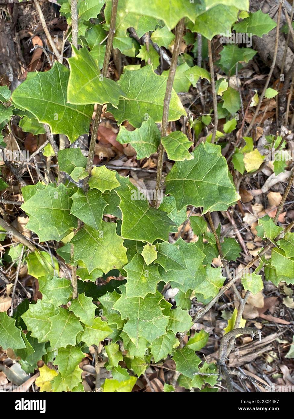Native Holly (Alchornea ilicifolia), Plantae, Bostock St, Carindale, QLD, AU Stock Photo - Alamy