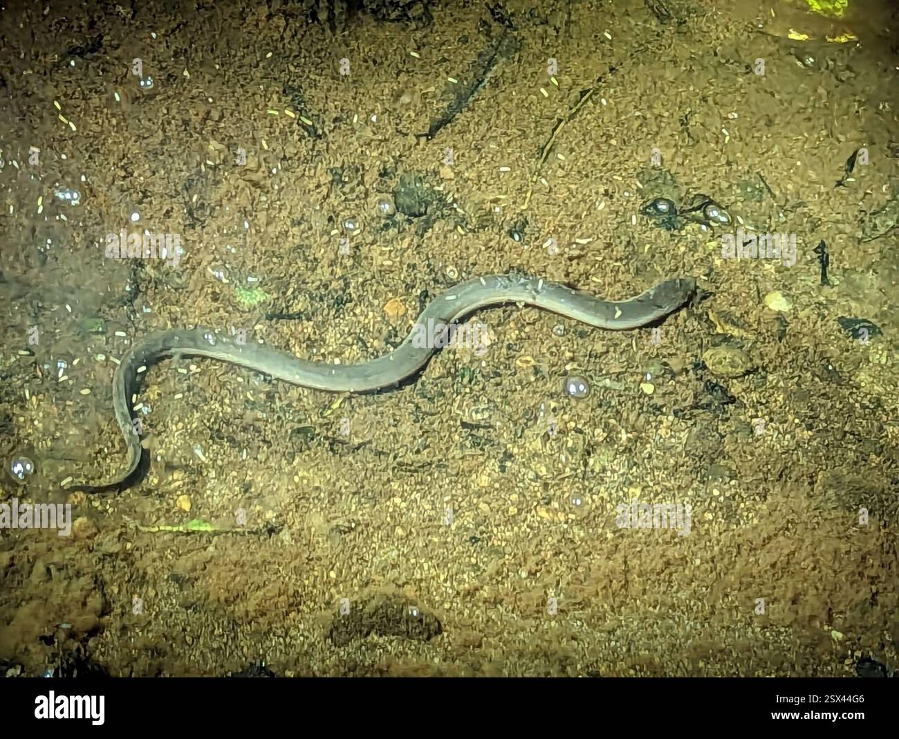 Marbled Swamp Eel (Synbranchus marmoratus), Actinopterygii, Gamboa ...