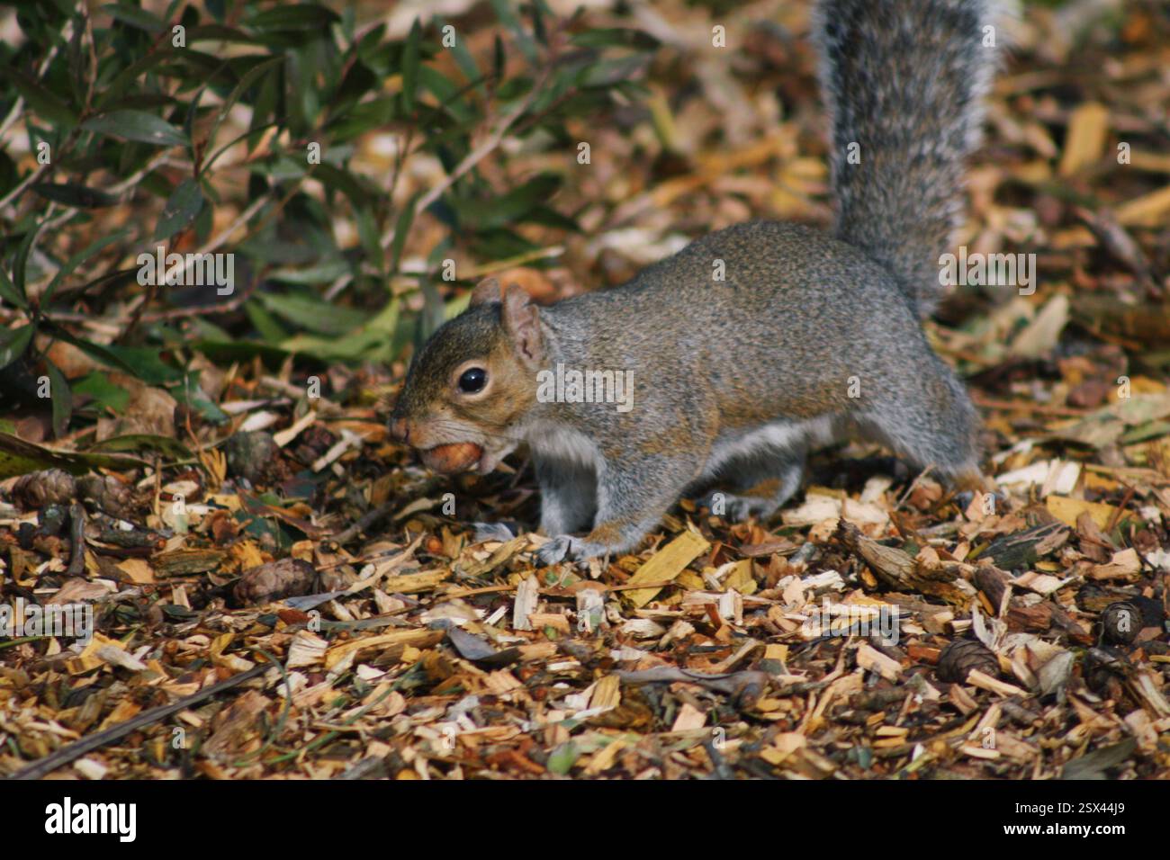 Squirrel in autumn foliage hi-res stock photography and images - Alamy
