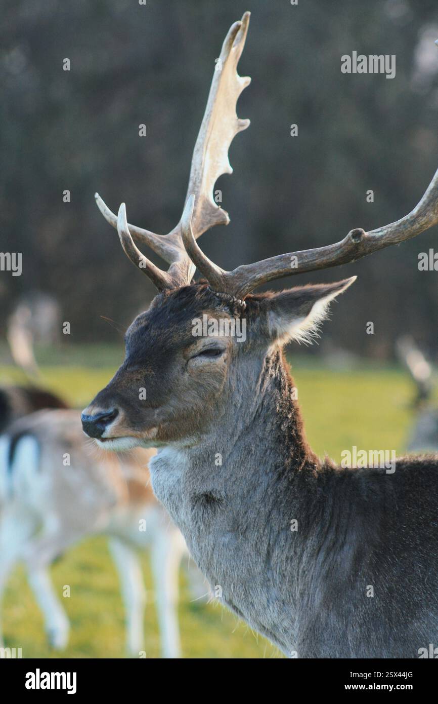 deer in the forest in ireland Stock Photo - Alamy