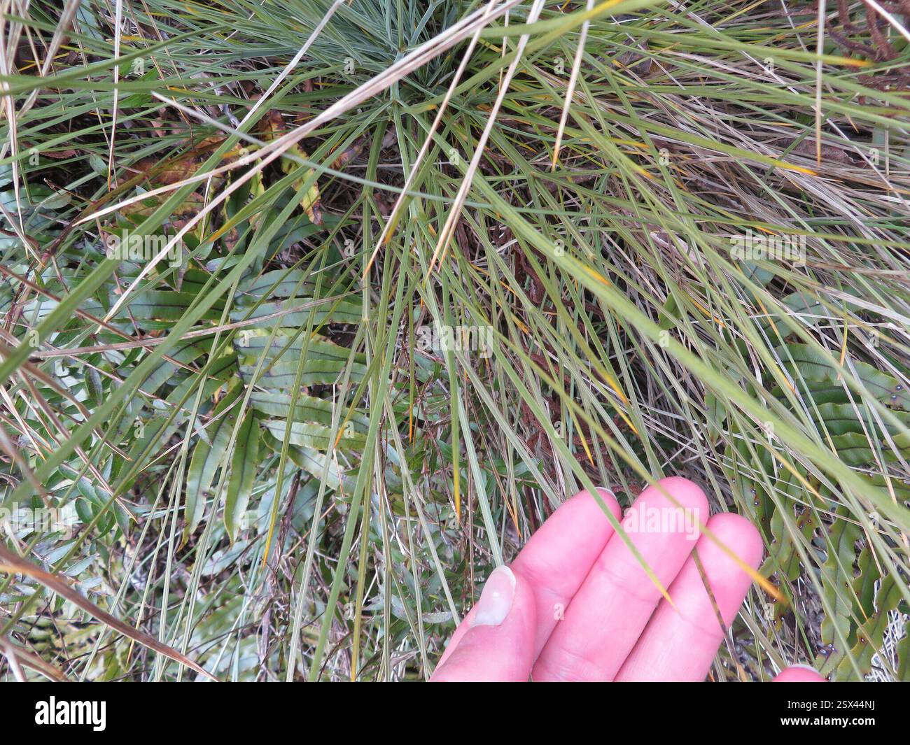 Common Speargrass (Aciphylla squarrosa), Plantae, New Plymouth District ...