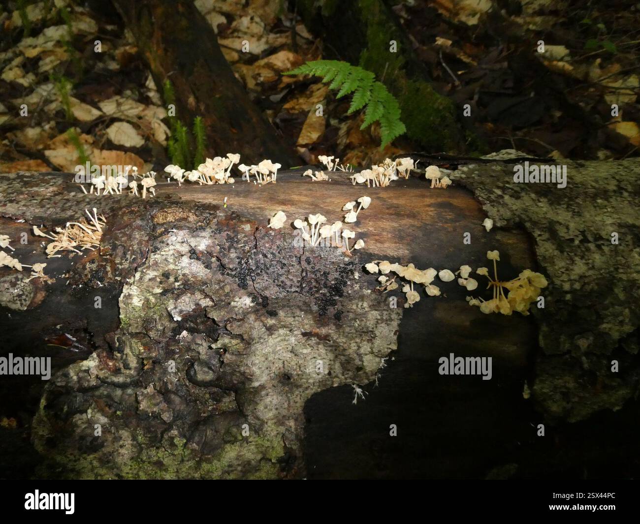 bladder stalks (Physalacria inflata), Fungi, Fayston, VT, USA Stock ...