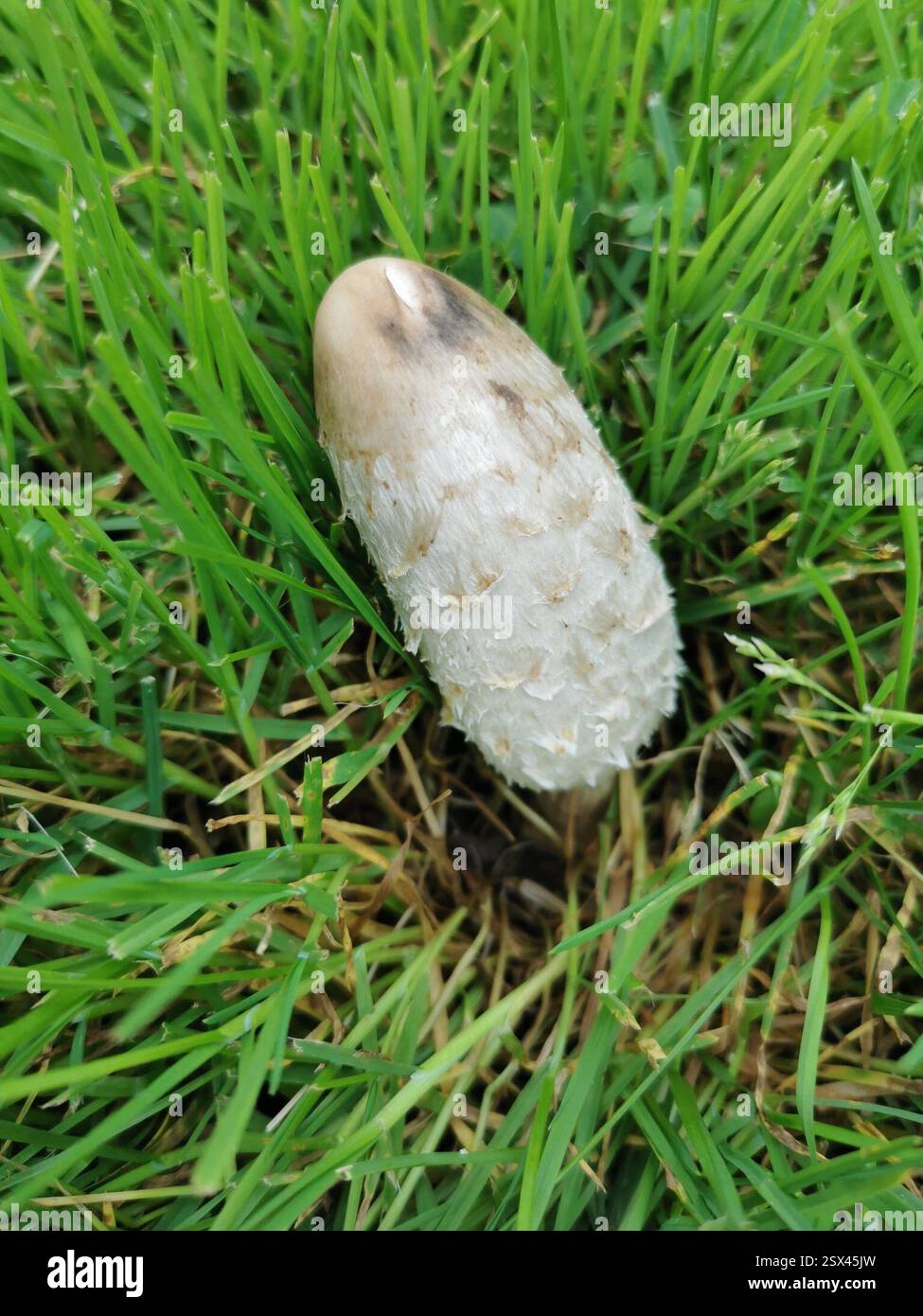 Shaggy Mane (Coprinus comatus), Fungi, Arthur Lewis Building ...