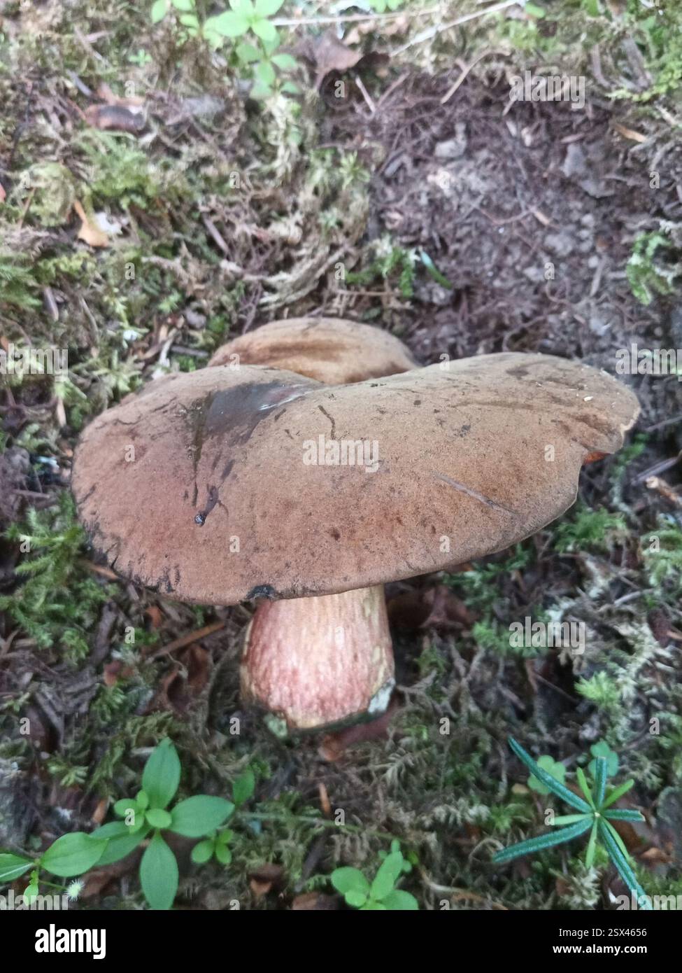Dotted Stem Bolete (Neoboletus erythropus), Fungi, 38410 Saint-Martin-d ...