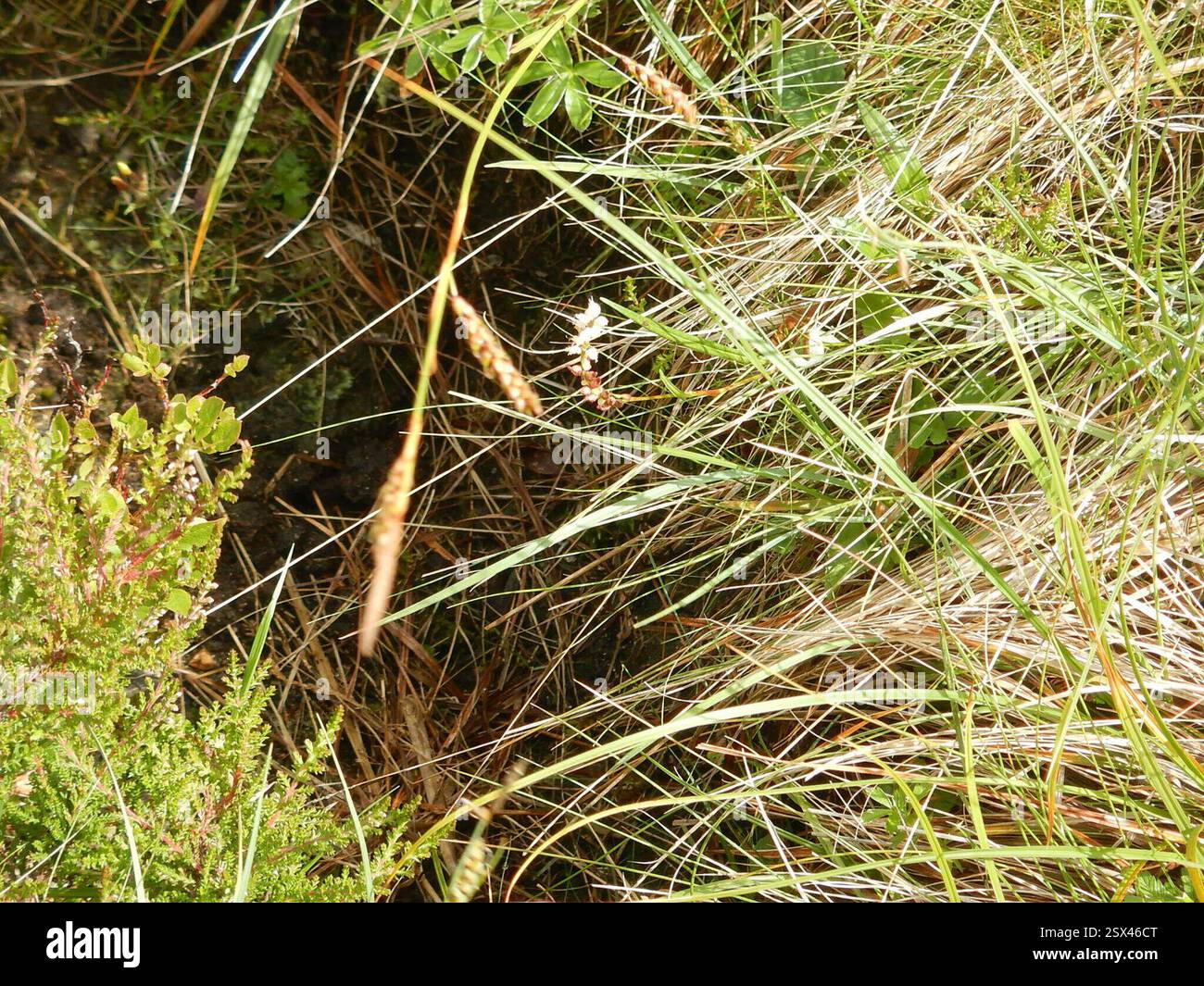 alpine bistort (Bistorta vivipara), Plantae, Angus Council, UK Stock ...