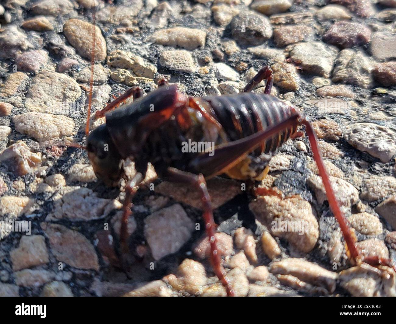 Mormon Cricket (Anabrus simplex), Insecta, Rangely, CO 81648, USA Stock ...