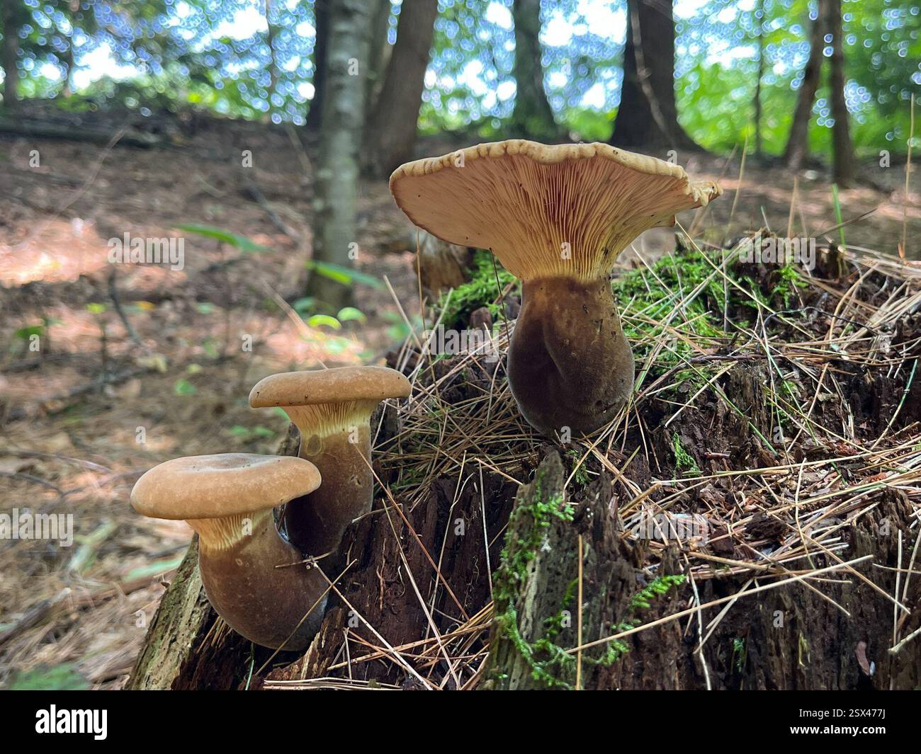 Velvet-footed Tap (Tapinella atrotomentosa), Fungi, Mount Ascutney ...