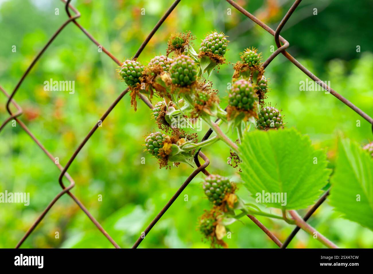 Berry plants with unripe fruit are intertwined with a rusty wire fence ...