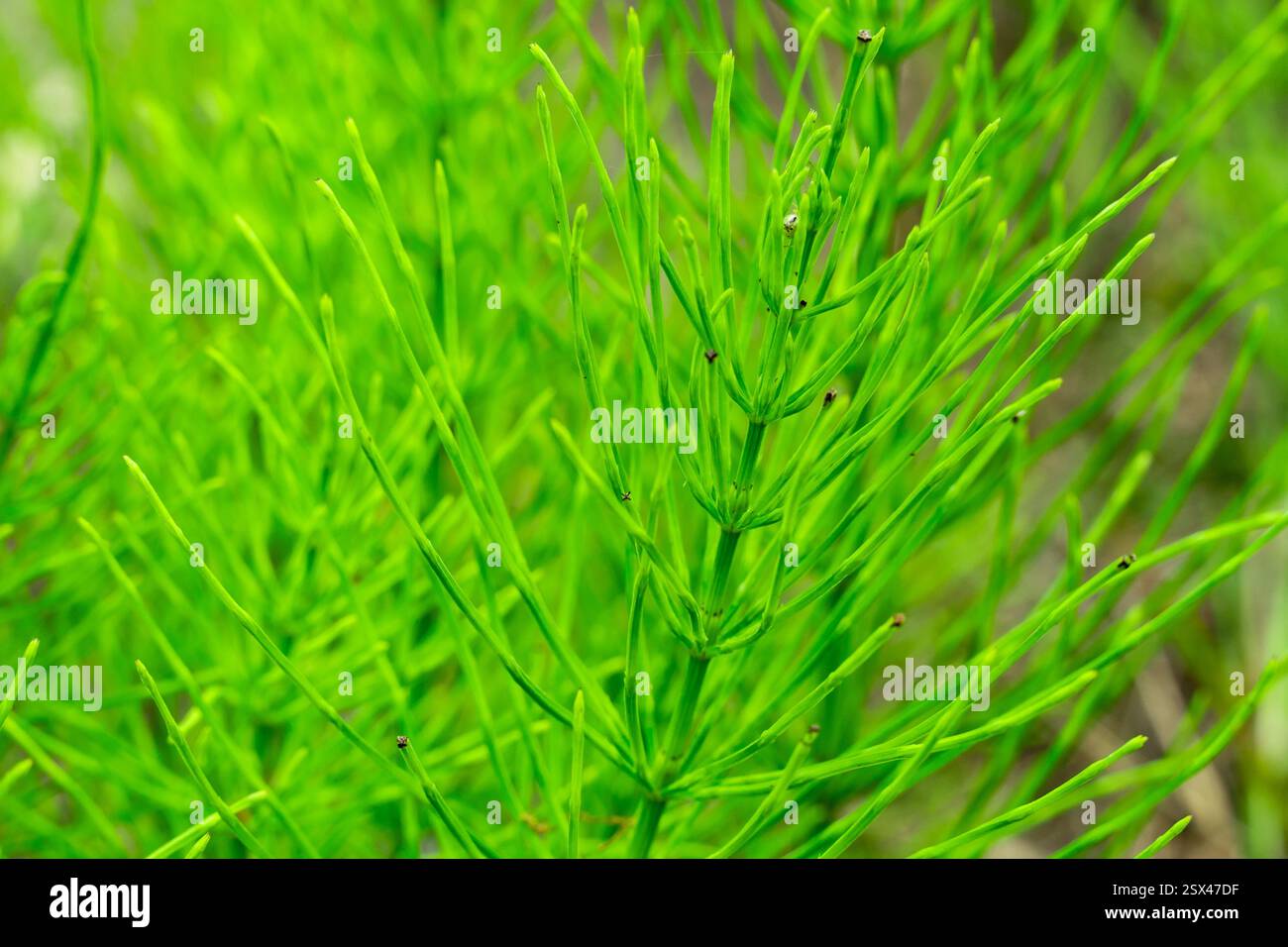 A detailed look at a dense cluster of horsetail plants growing in a ...