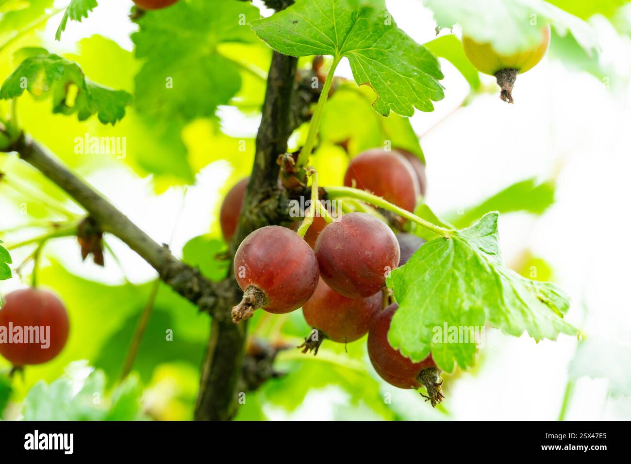 Bright red currants dangle from a lush green plant in a sunny garden ...