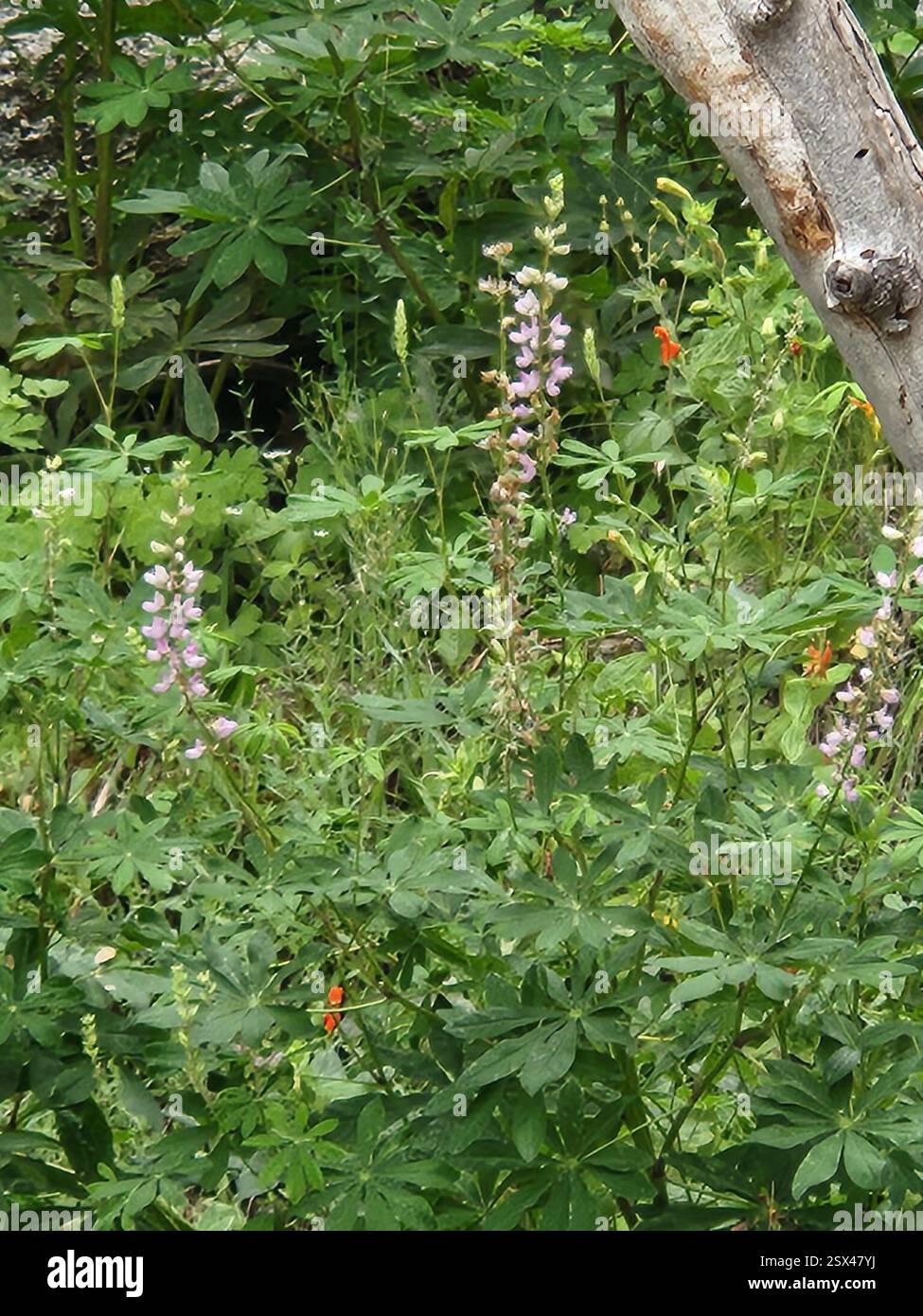 Broadleaf Lupine (Lupinus latifolius), Plantae, Banning, CA 92220, USA ...