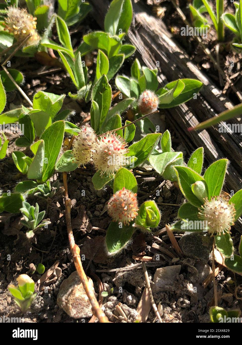 Cascade Willow (Salix cascadensis), Plantae, Uinta-Wasatch-Cache ...