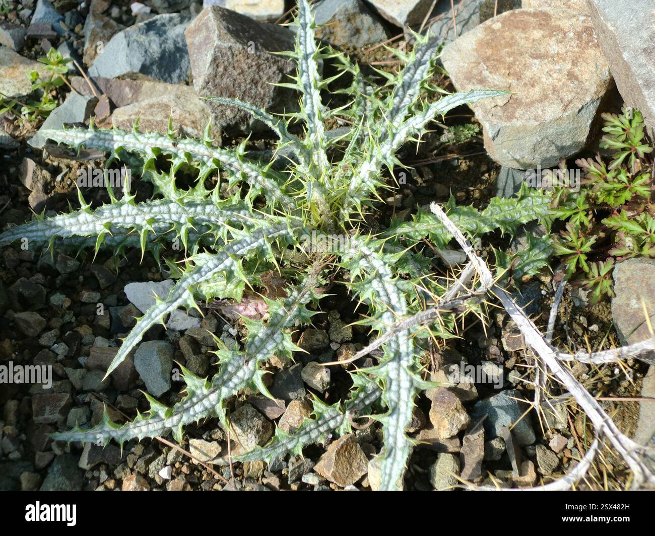 Yellow-spine Thistle (Picnomon acarna), Plantae, Neo Chorio, Cyprus ...