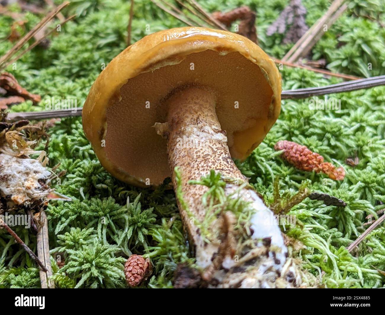 Slippery Jacks (Suillus), Fungi, Latchford, ON P0J 1N0, Canada Stock ...