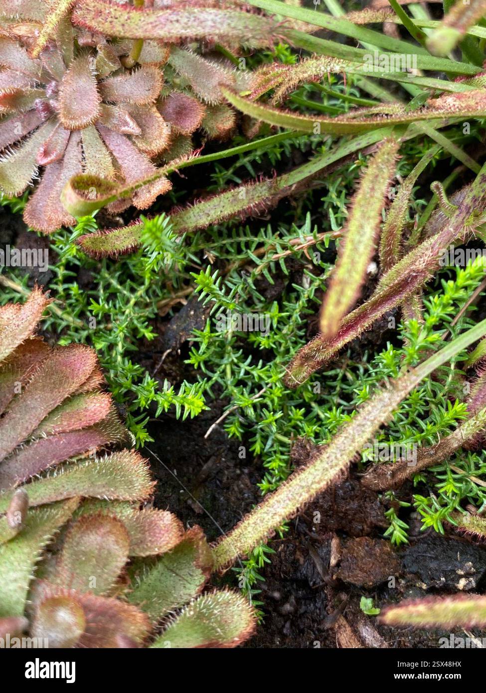 Procumbent Pearlwort (Sagina procumbens), Plantae, Feudenheim, Mannheim ...