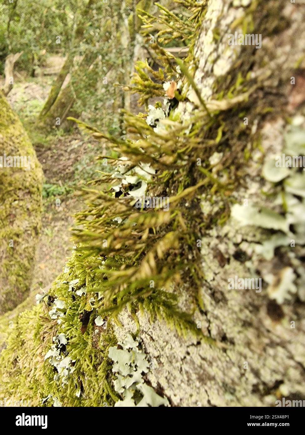 Lateral Cryphaea (Cryphaea heteromalla), Plantae, Ditchling Common ...
