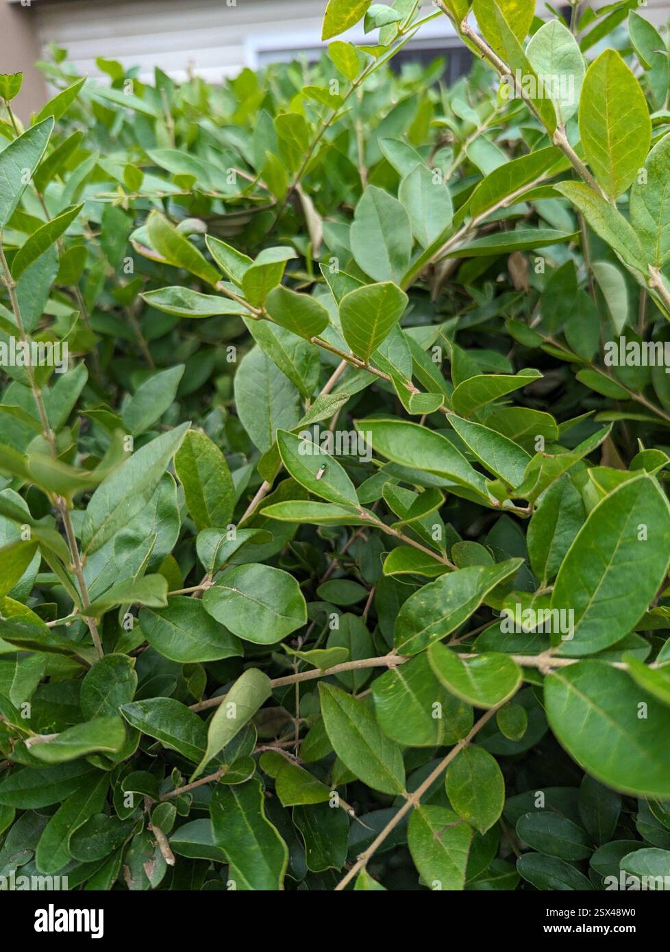 Black-horned Gem Fly (Microchrysa polita), Insecta, Ithaca, NY, USA ...